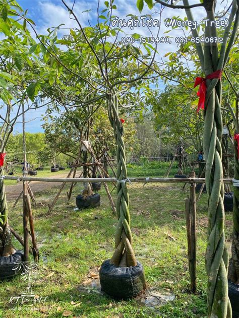 ต้นศุภโชค ต้นไม้เรียกทรัพย์ ปลูกแล้วรวย 🌲