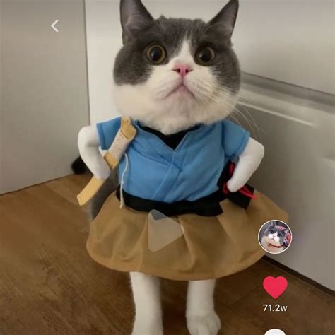 罗小猫猫子抖音抖音猫戴墨镜大山谷图库