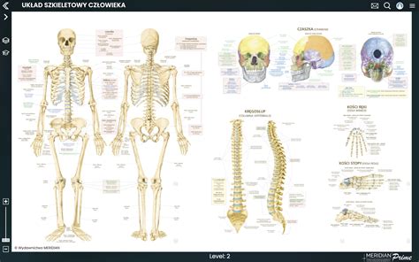 Plansza Edukacyjna Uk Ad Szkieletowy Cz Owieka