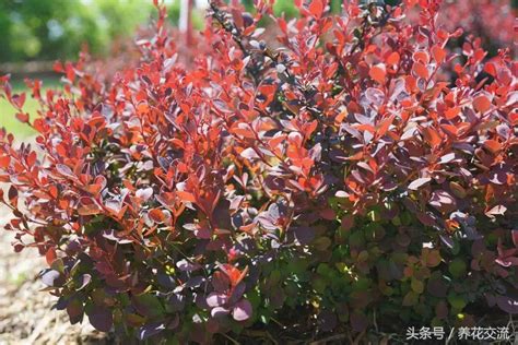 适合碱性土壤的10种开花植物碱性土壤适合种植什么花 WE生活