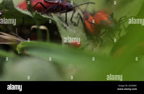 Friendly Insects Stock Videos And Footage Hd And 4k Video Clips Alamy