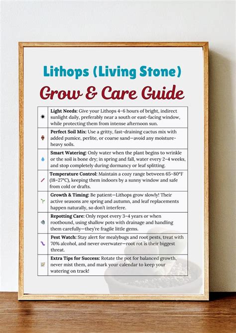 Stop Killing Your Lithops Overwatering Prevention Cheat Sheet Pdf