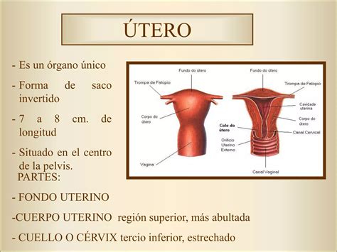 1 Aparato Reproductor Femenino Ppt
