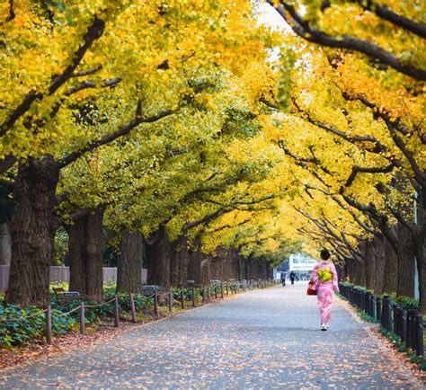 Autumn In Tokyo 2026 When And Where To See With Itinerary