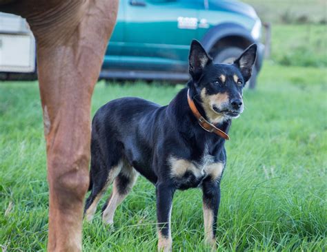 Chasse Chien Animal Photo Gratuite Sur Pixabay Pixabay