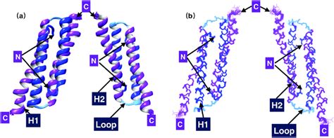 Solution Structures Of Prc1 Dd A Ribbon Representation Of The 20