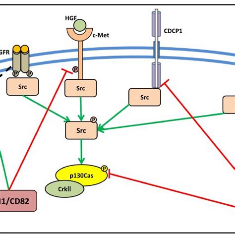 The Structure Of C Src And Regulation Of Its Kinase Activity A Download Scientific Diagram