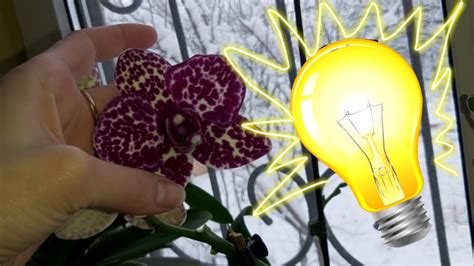 ОСВЕЩЕНИЕ Орхидей нужно или НЕТ ☀️Наглядный пример Как влияет лампа на ...