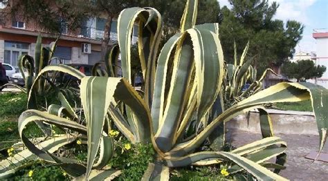 Guía Básica Cómo Cultivar El Agave Una Opción Para Zonas Semiáridas