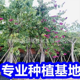 福建洋紫荆基地批发羊蹄甲景观树红花紫荆绿化树宫粉紫荆产地价格 阿里巴巴