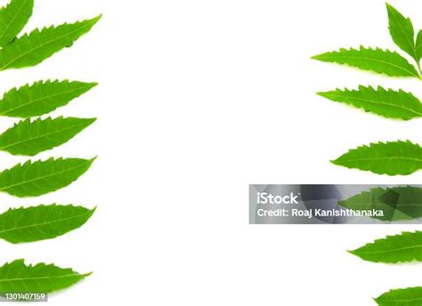 신선한 녹색 잎 전체 프레임 흰색 배경에 격리 아자디라흐트타 인디카 좌우 사진 0명에 대한 스톡 사진 및 기타 이미지 0명
