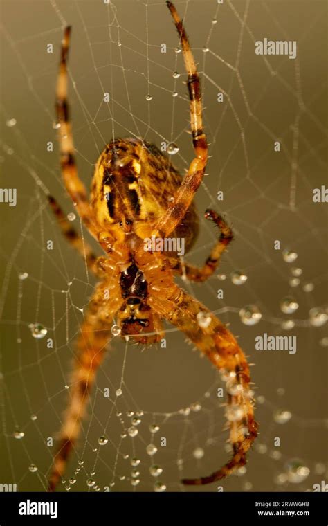 Dynamic Close Up Wildlife Portrait Of A Garden Spider In Its Web With Organs Towards The Camera