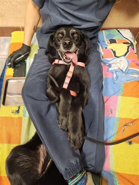 Dental Cleanings K 9 Smiles