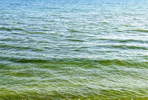 Is Black Sea Water Black At Casey Hall Blog