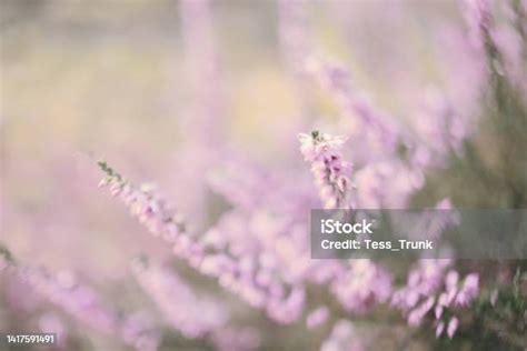 숲 잔디밭에 꽃이 피는 헤더 자연 추상적 인 배경 인테리어 디자인을위한 포스터로 사용할 수 있습니다 0명에 대한 스톡 사진 및 기타 이미지 Istock