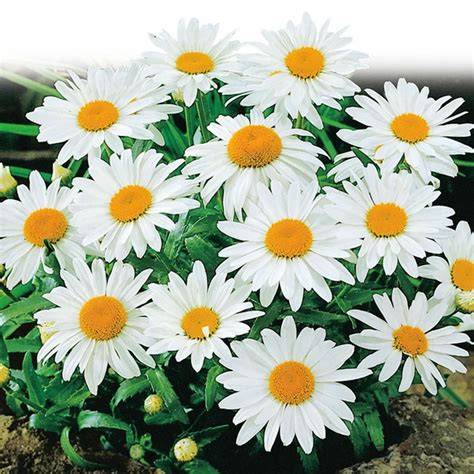Daisy Definition Of Daisy