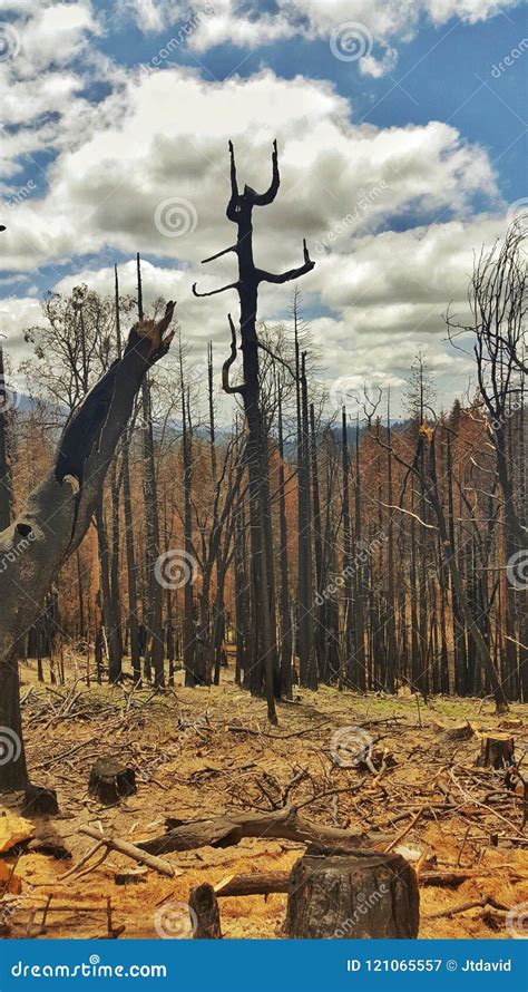 Trees After Big Forest Fire Stock Image Image Of Valley Plant