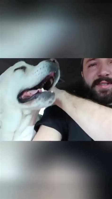 The Dog Failed To Beat The Disease After 6 Months Of Fighting Cancer