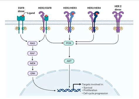 Figure 1 From Clinical Updates On Tyrosine Kinase Inhibitors In Her2