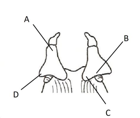 Quiz Phonation Ch 4 Flashcards Quizlet