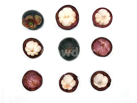 과일 열대과일 망쿳 Mangosteen 태국과일 사진 이미지 일러스트 캘리그라피 Goodfly작가
