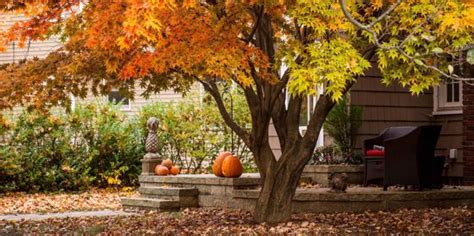 Guide To Mulching Is Cedar Or Cypress Mulch Better Davey Tree