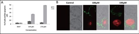 Detection Of Apoptosis Induced By Ma In Breast Cancer Cells Using