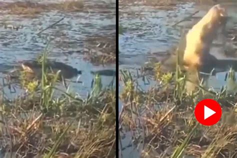 Viral Video Of Crocodile Video Of Crocodile Swallowed Drone Goes Viral Dgtl Anandabazar