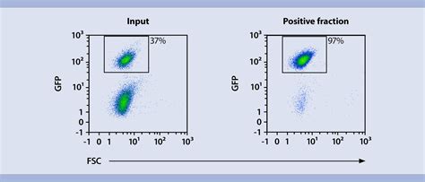 High Risk Material Sorting Macsquant Tyto Miltenyi Biotec Usa