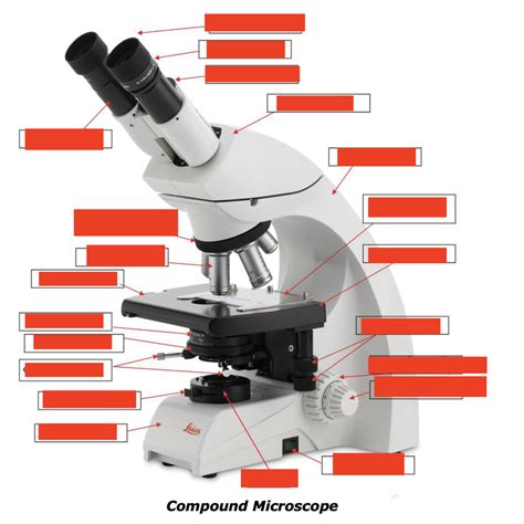 Microscope Diagram Quizlet