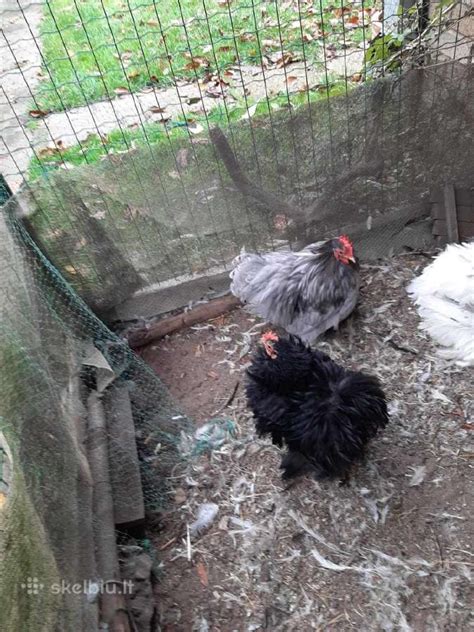 Dekoratyvinių Vištų Šiurpių Kochinkinų Gaideliai Skelbiult