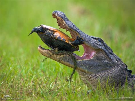 In The Okefenokee Swamp Photorator