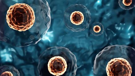The Key To Stem Cell Regeneration For Therapies Technology Networks