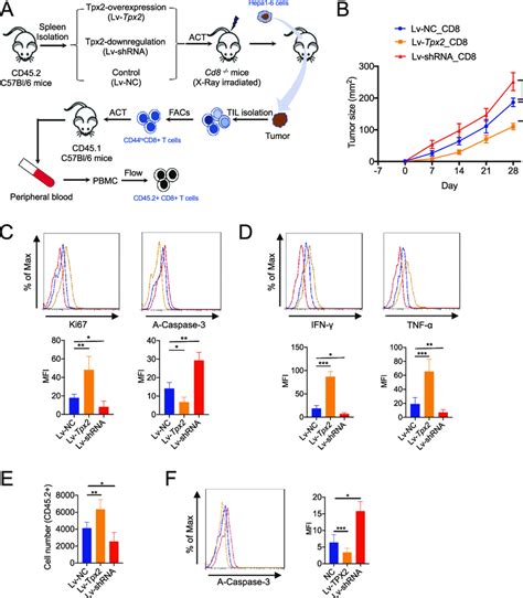 Depletion Of Tpx2 In Cd8 T Cells Promoted Tumor Growth And Attenuated Download Scientific