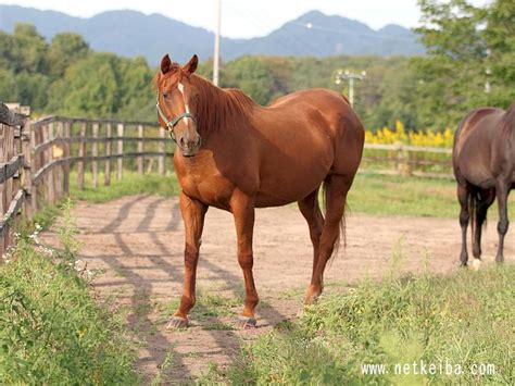マックスロゼ Max Rose 競走馬データ Netkeiba