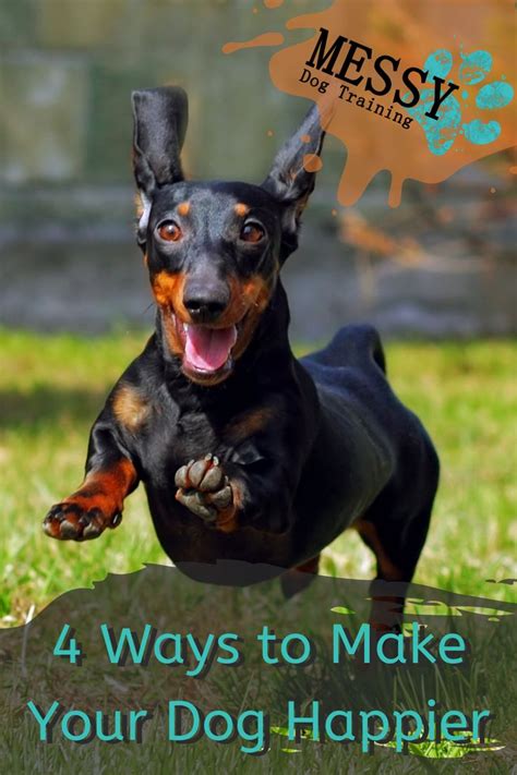 4 Ways To Make Your Dog Happier Dogs Dog Blog Make It Yourself