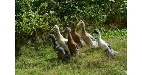 Пекинските патици най често се отглеждат у дома Български Фермер