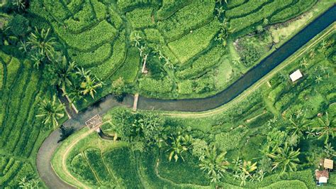 From Paddy To Plate Exploring The Art Of Rice Processing Rice Grain Processing News