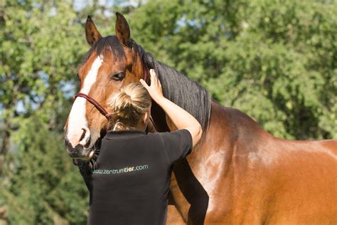 Tiermasseur & Bewegungstrainer Pferd - Zentrum Tier Österreich
