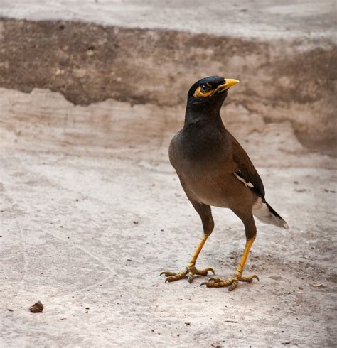 Mynah Bird Dark Free Photo On Pixabay Pixabay