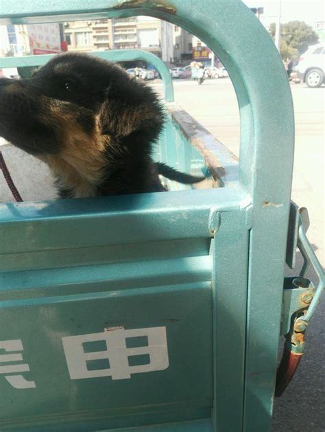 阿姨用擺地攤的錢買下了這條小狗，小狗喊著淚上了阿姨的車 每日頭條