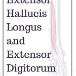 The Complete Guide To Your Extensor Hallucis Longus And Extensor