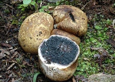 Scleroderma