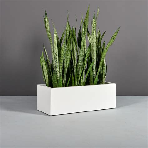 Cuba Low Rectangular Planters Jay Scotts Plant Addicts