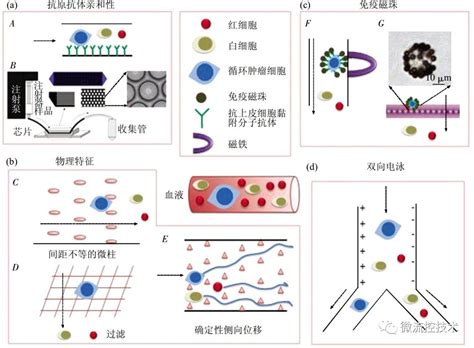 微流控漫谈系列之三基于ctcs富集分离的微流控技术 小桔灯网 Iivdnet