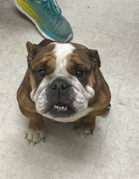Adopt Naomi Today Pets Thecountyoffice