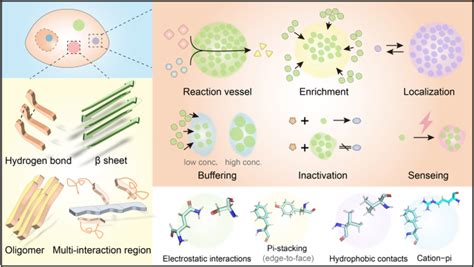 液 液相分离的翻译后修饰：综合综述molecular Biomedicine X Mol