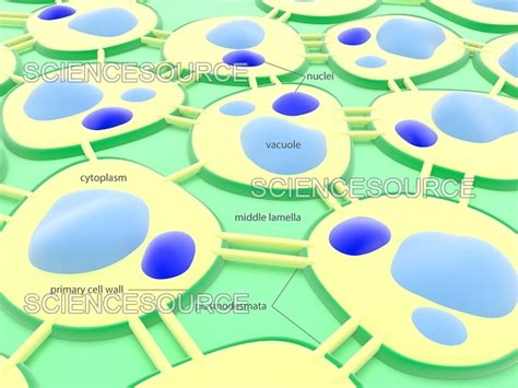 Plant Cell Connections Illustration Stock Image Science Source Images