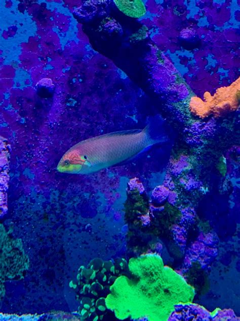 Leopard Wrasse Questions Reef2reef