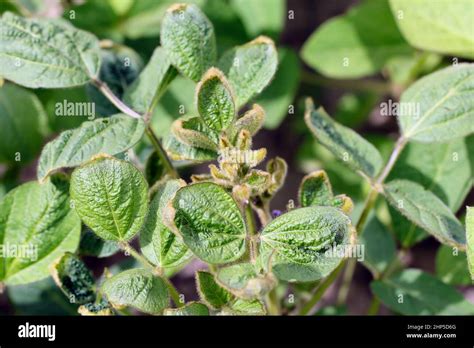 Degerminated Soybean Leaves Herbicide Dicamba Damage Phytotoxicity